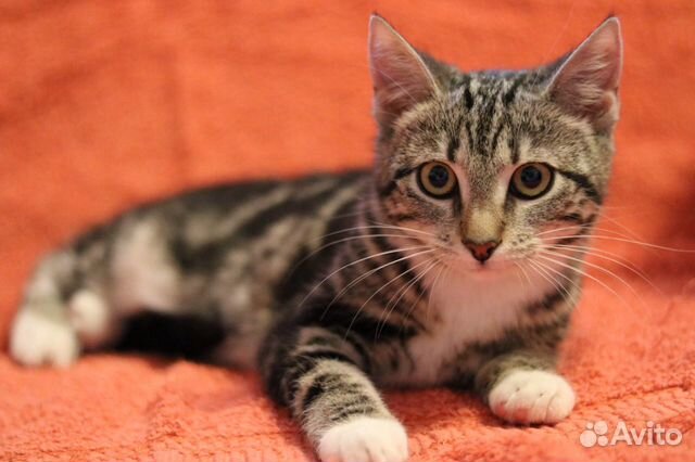 Отдам ответтственным людям