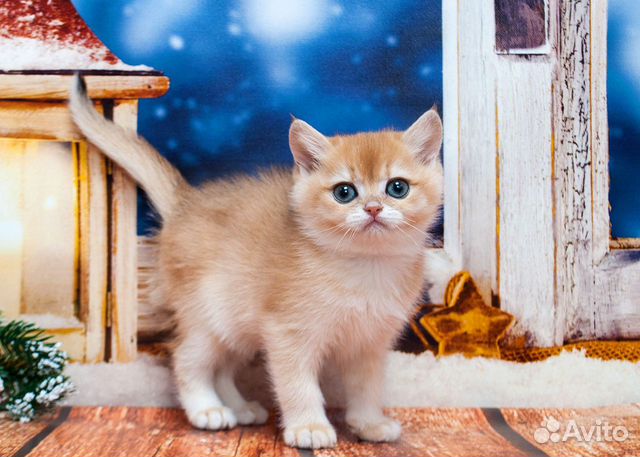 Британские котята золотая шишилла