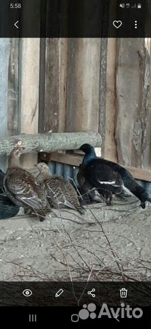 Тетерев,глухарь