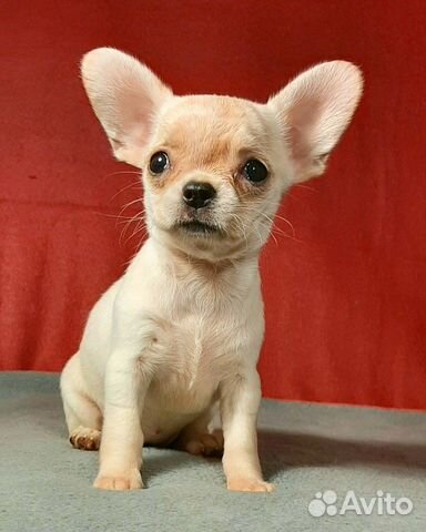 Чихуахуа шикарные девчонки
