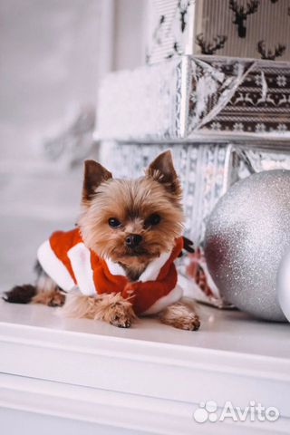 Йоркширский терьер на вязку
