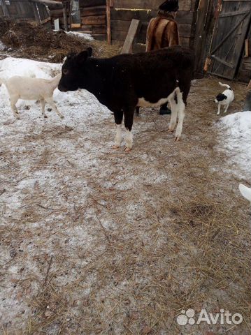 Продам тёлку 8 месяцев