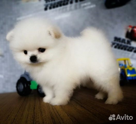 Померанские шпицы мини лучшие в своём роде