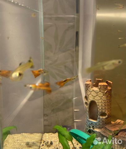 Молодые гуппи, самцы,Таиландский папоротник, рожде