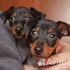 Продаются щенки цвергпичера