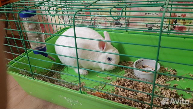 Декоративный кролик гермелин+клетка,миска, поилка