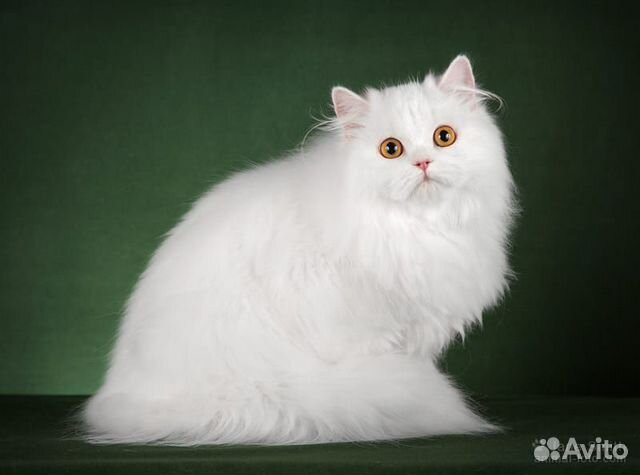 Шотландская белоснежка