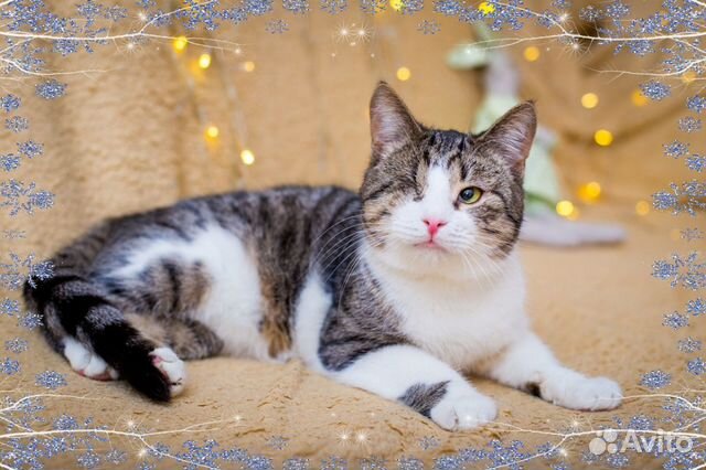 Котик 1.5года