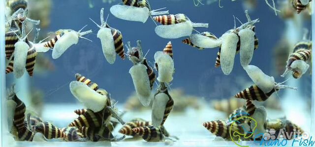 Хелена. Хищная улитка. Улиткоед