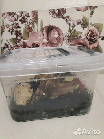 Улитка ахатин