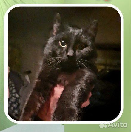 Отдам молодого котика