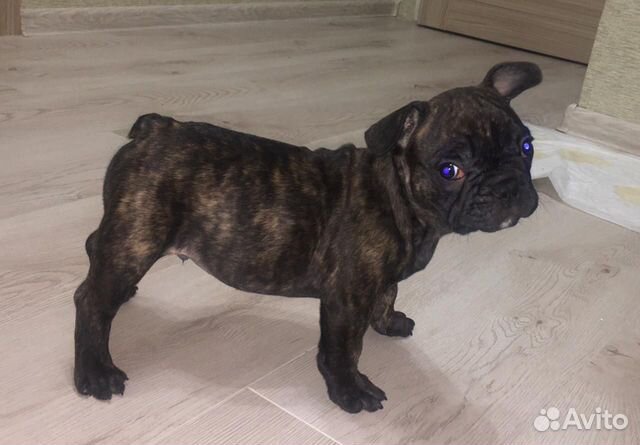 Французский бульдог