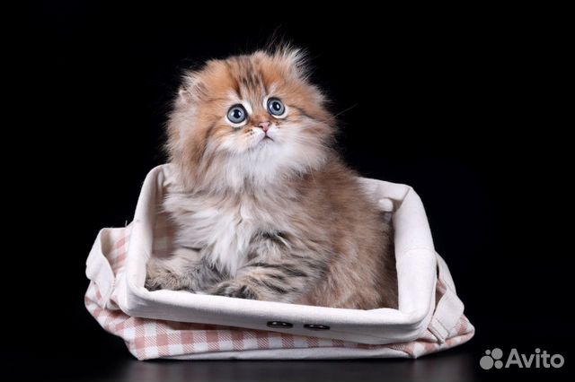 Шотландская длинношерстная вислоухая на золоте