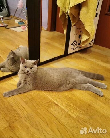 Ищу британца для вязки с британской кошкой бесплат