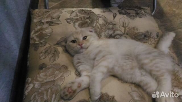Шотландский вислоухий котик, мраморный окрас