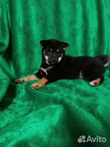 Красивая черно-подпалая девочка Сиба ину