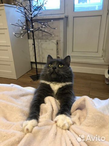 Котик Филя