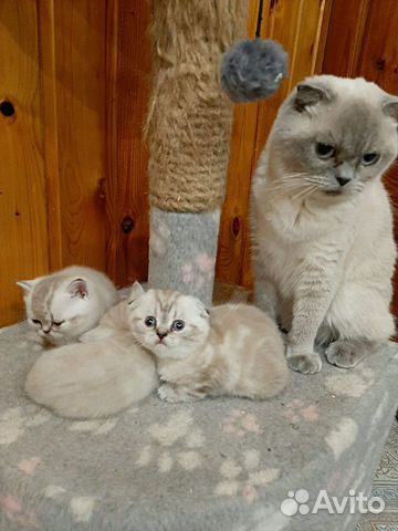 Котята Шотландские вислоухие
