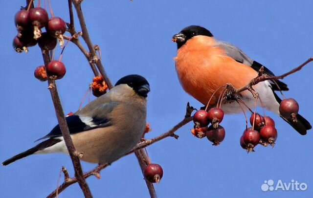 Лесные птицы