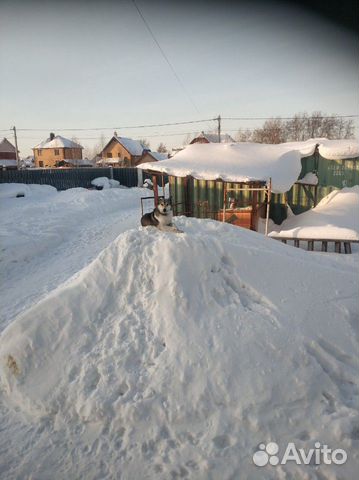 Кобель для вязки. западно сибирская лайка