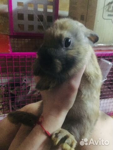 Кролик декоративный