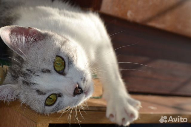 В добрые руки