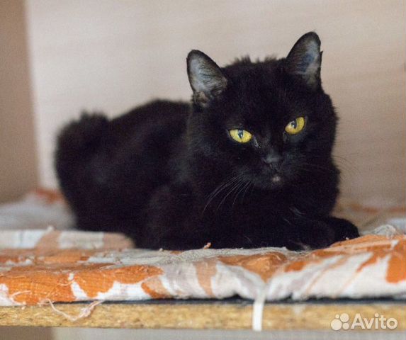 Кошка молодая бесплатно