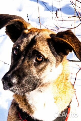 Добби очень ждёт хозяина