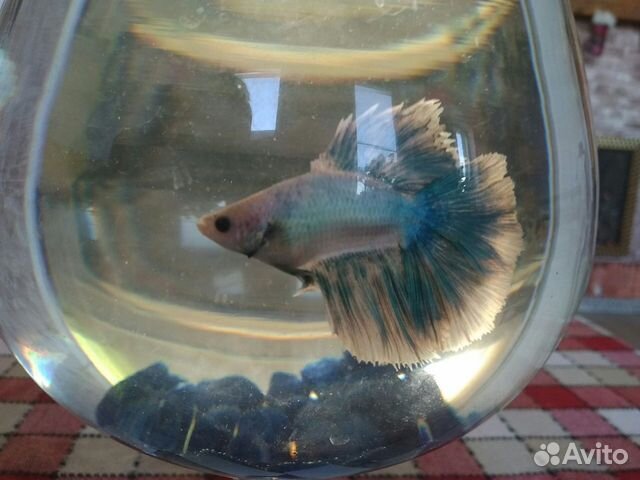 Аквариум с рыбкой
