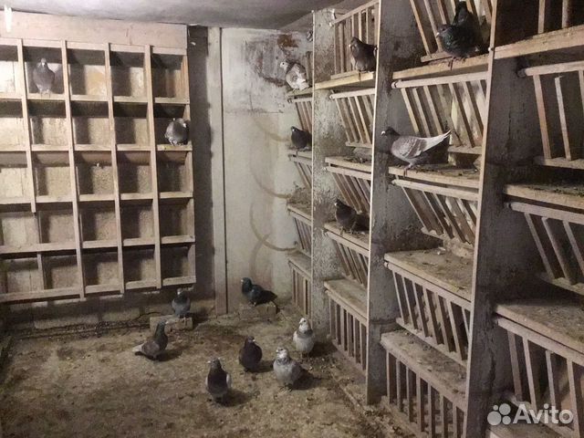 Голуби чехи