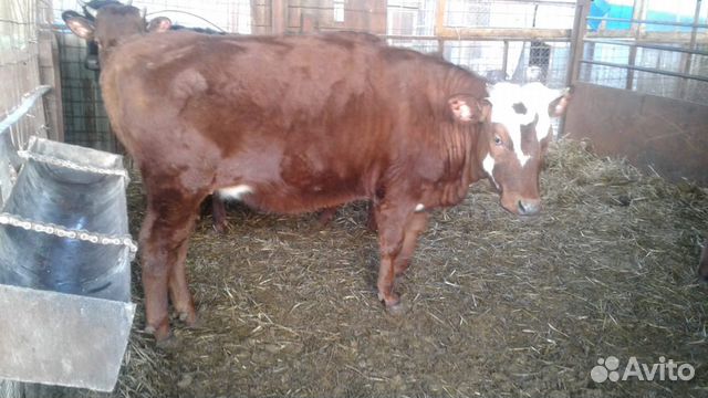 Телки 11 месяцев