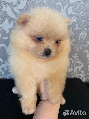 Шпиц лайт оранж окрас