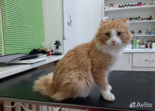 Классный рыжий кот