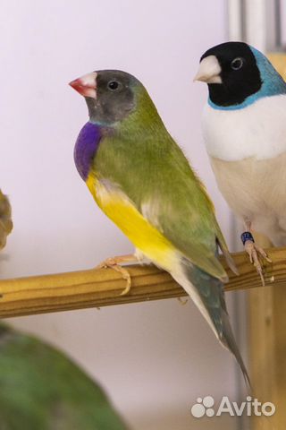 Амадина гульда