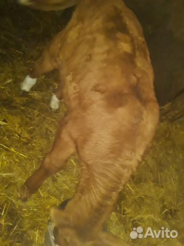 Продам телочку