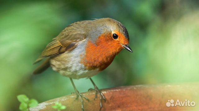 Зарянка (Малиновка) Лазоревка,Чиж и Щегол