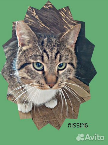 Кот Пифагор хочет вам подариться