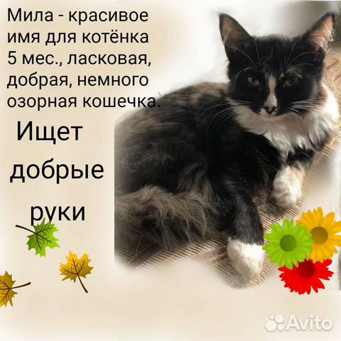 Ласковый котенок