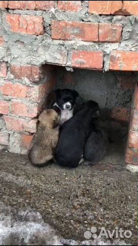 Щенки 6 штук