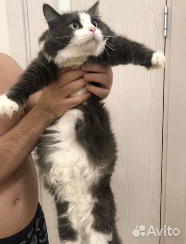 Очаровательный толстый котик