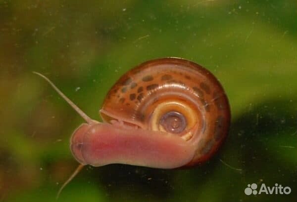 Улитка катушка