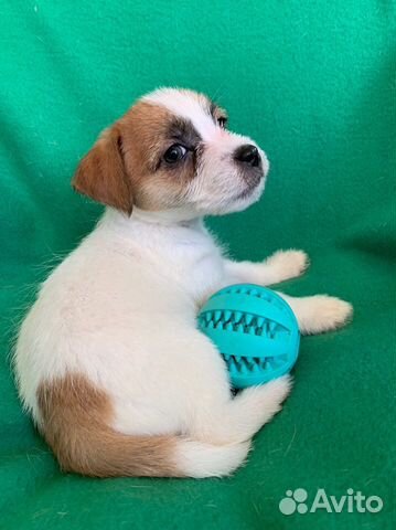 Нежные комочки