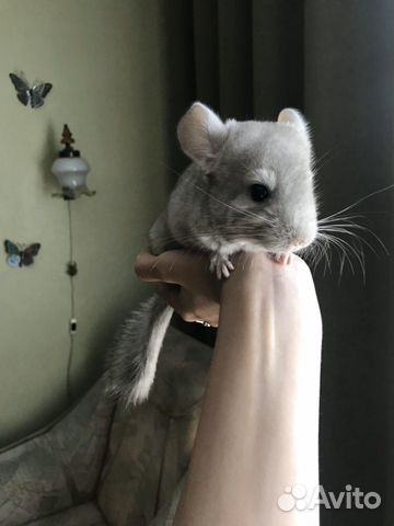 Продам шиншиллу