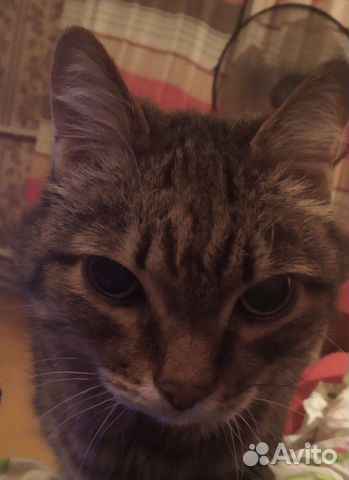 Кот,отдам в хорошие руки