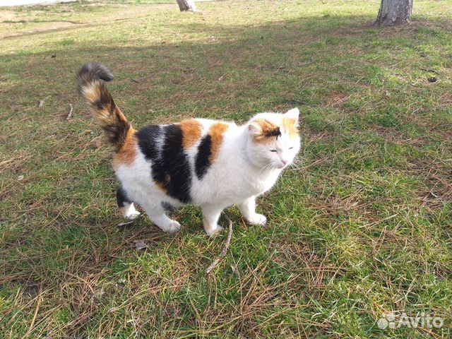 Кошечка Матрешечка с шикарной плюшивой шубкой