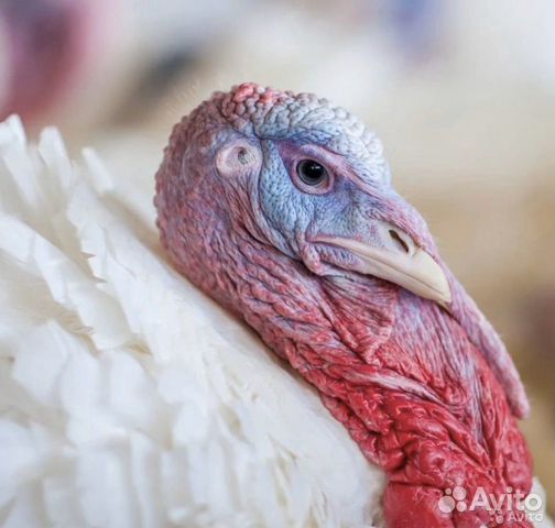 Индюшиные яйца