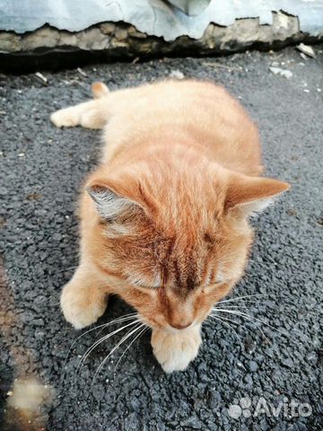 Кот рыжий (чёткий)