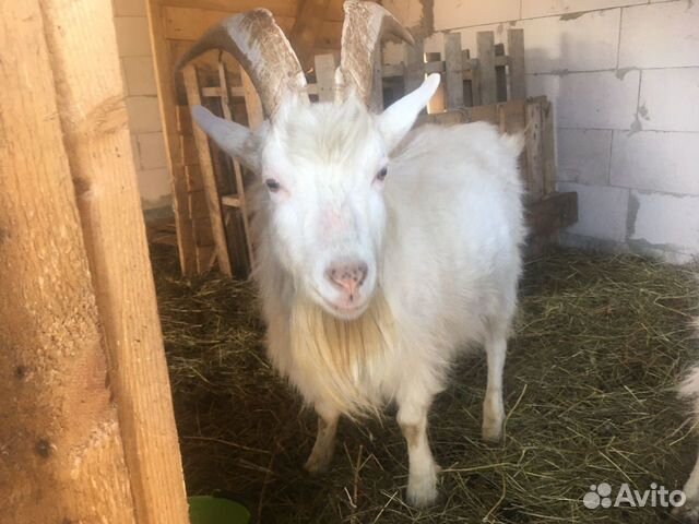 Козел альпиец