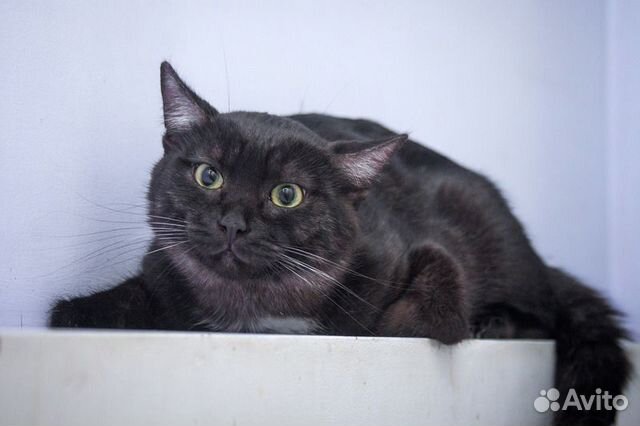 Котик Смоки окраса черный дым в дар