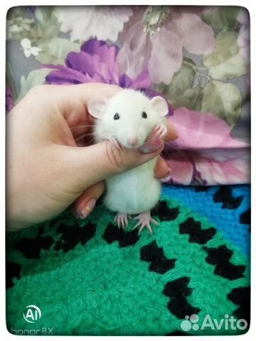 Бежевые крысята крысы Дамбо